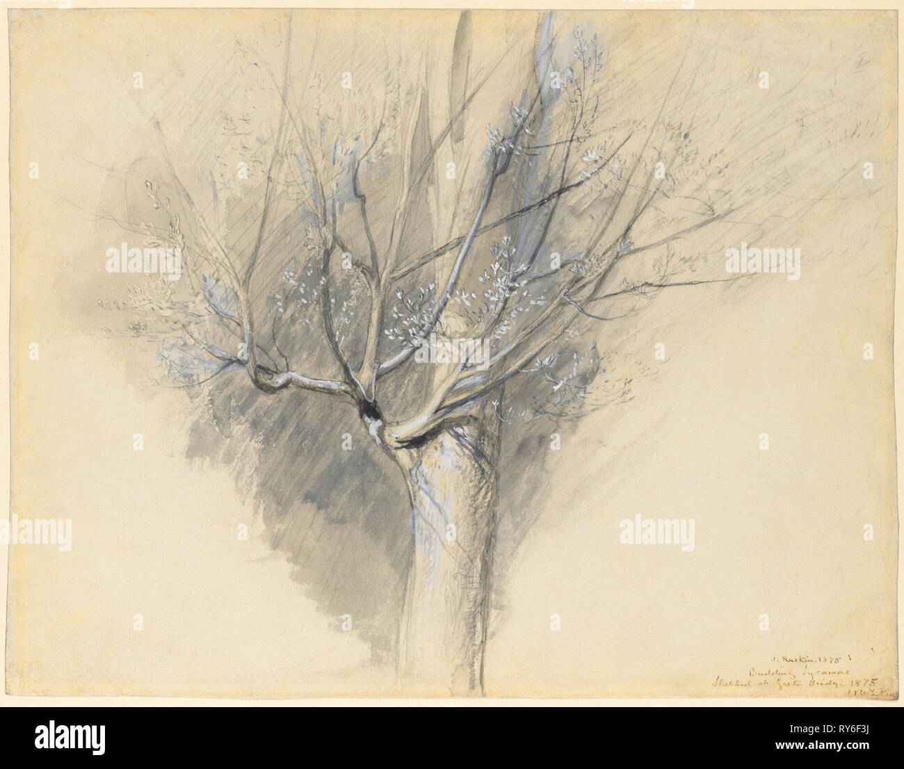 Budding sycamore hi-res stock photography and images - Alamy