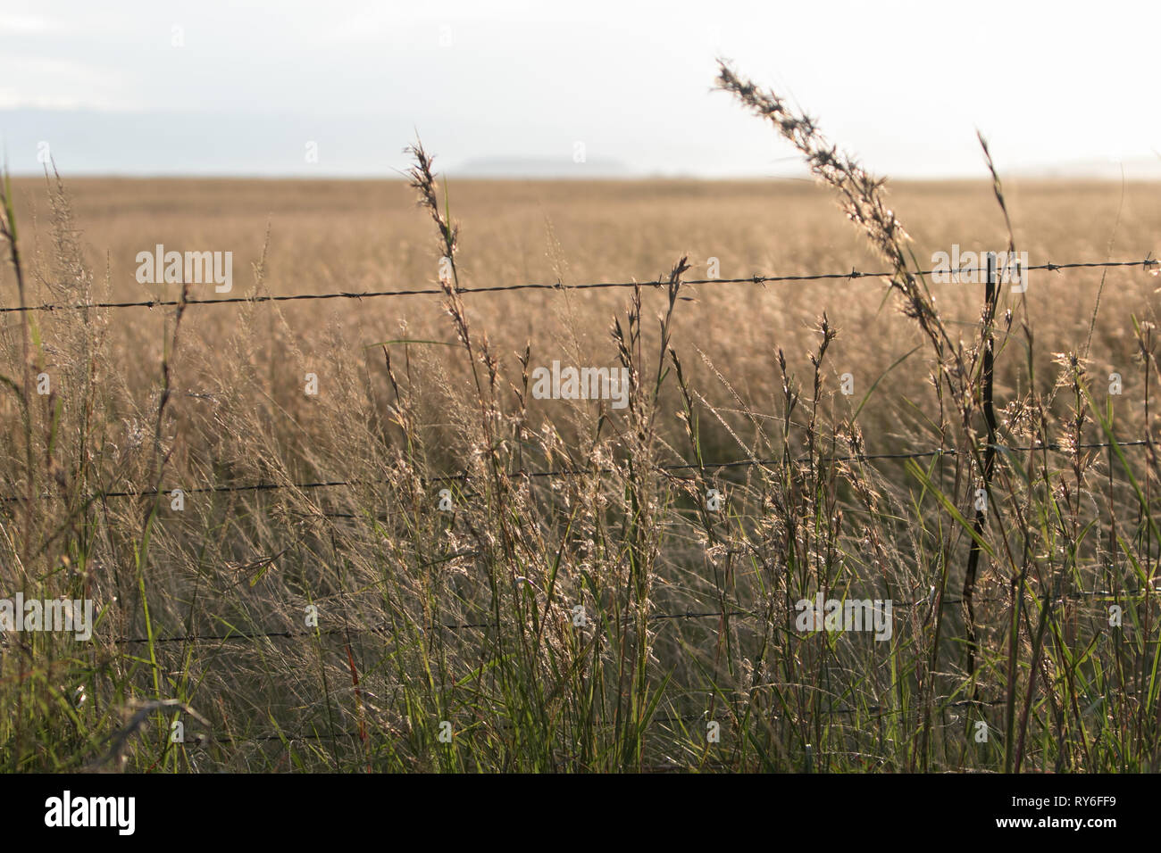 Sunrise Over A Grassland High Resolution Stock Photography and Images ...