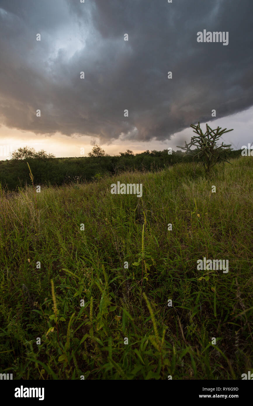 Sasabe, Mpo. Saric, Sonora, Mexico Stock Photo - Alamy