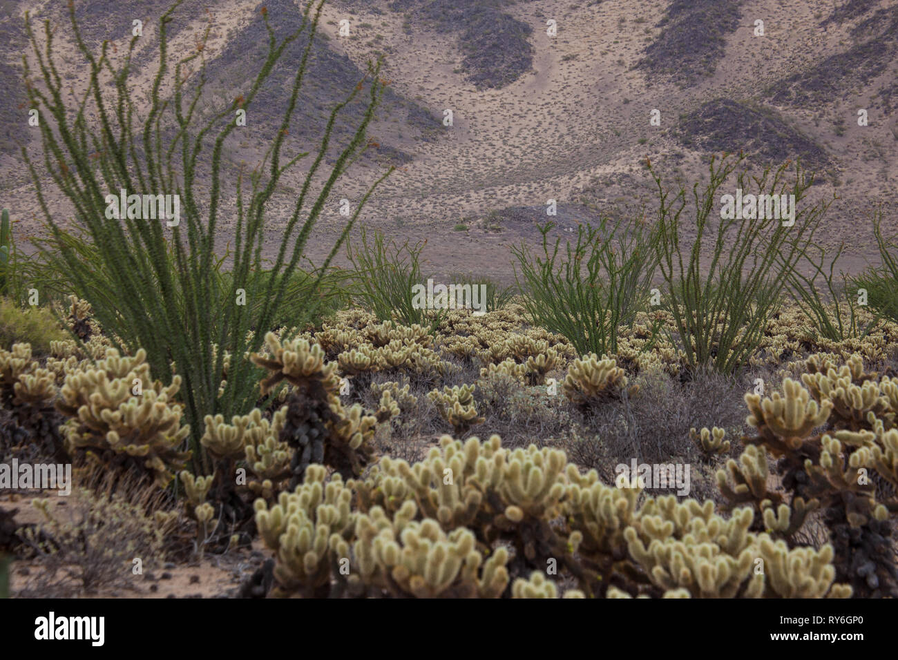 Puerto Lobos, Mpo. Caborca, Sonora, Mexico Stock Photo - Alamy