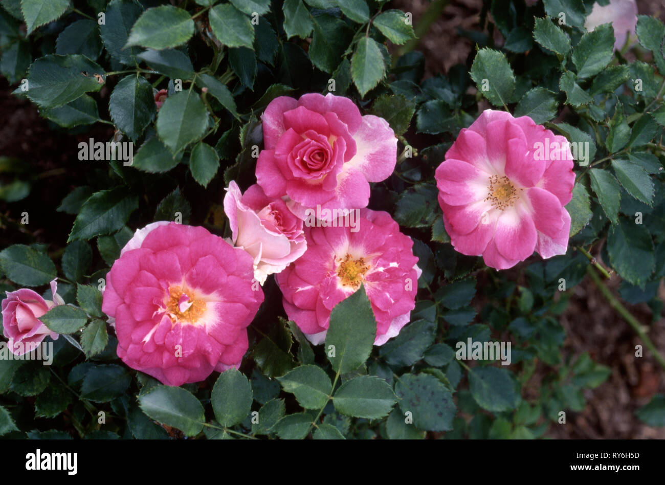 Regensberg rose hi-res stock photography and images - Alamy