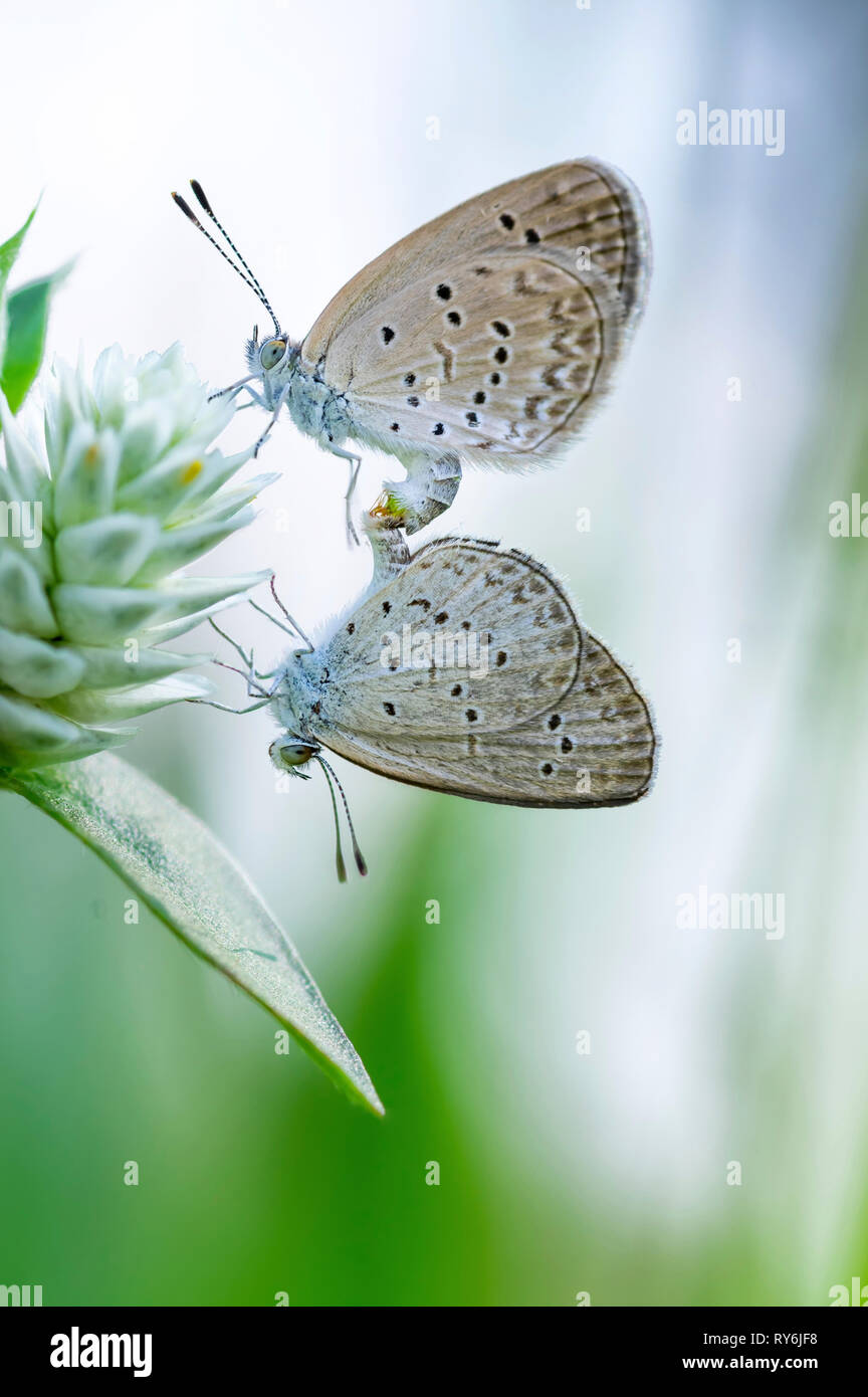 Animals mating hi-res stock photography and images - Alamy