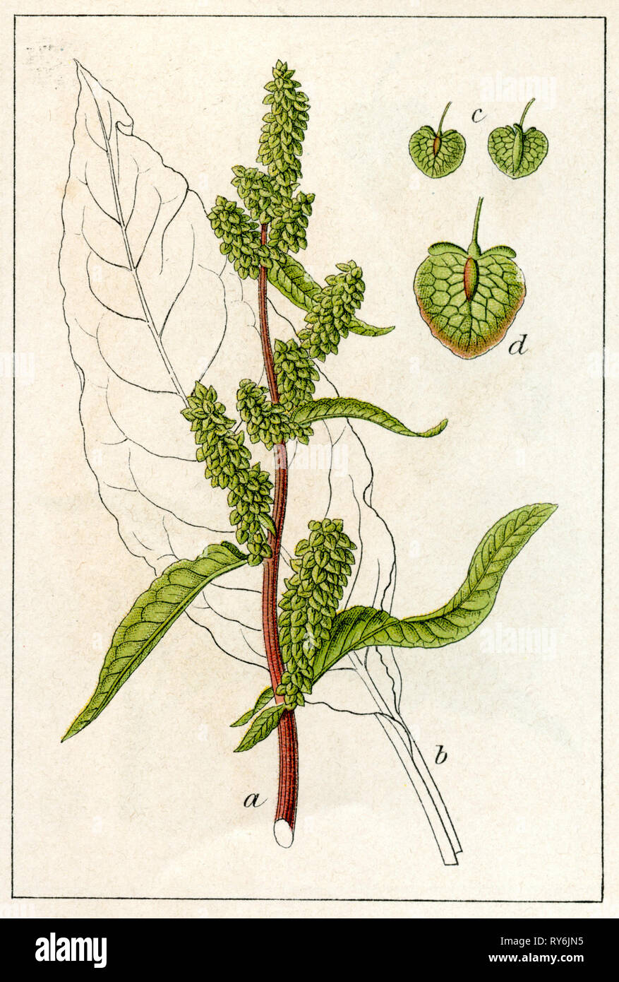 patience dock, garden patience, monk's rhubarb (Rumex patienta>, 1905 ...