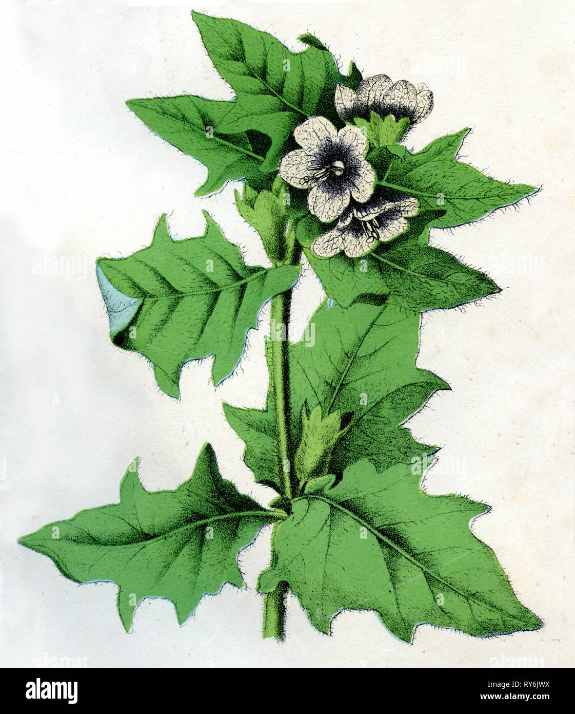 Henbane botanical illustration hi-res stock photography and images - Alamy
