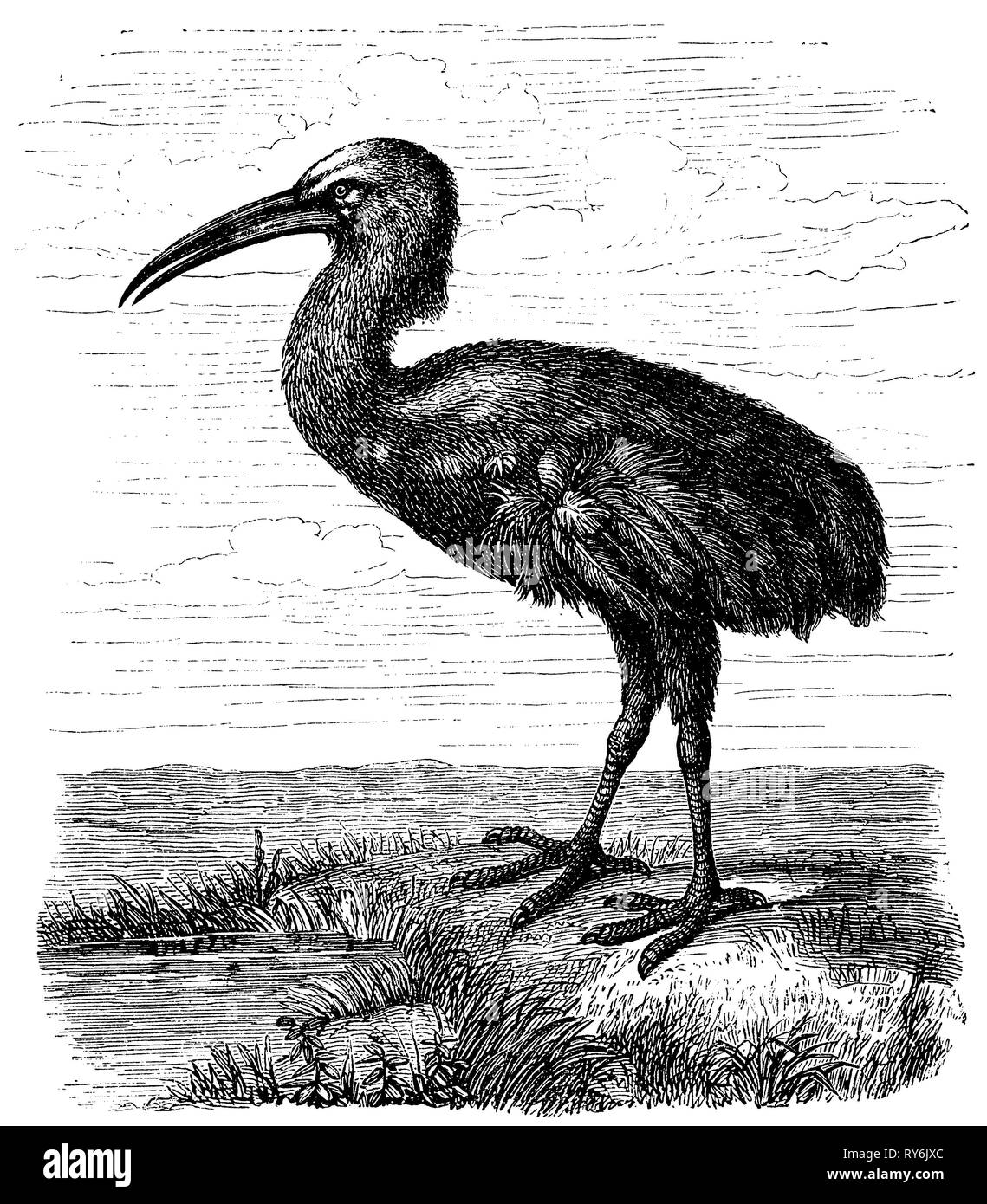 red rail , G. von Frauenfeld Stock Photo - Alamy