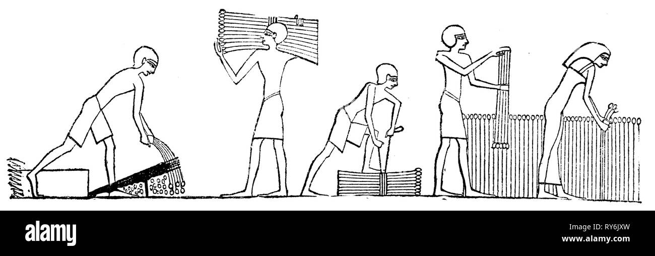 Collecting millet and stripping the fruit in Ancient Egypt Stock Photo ...