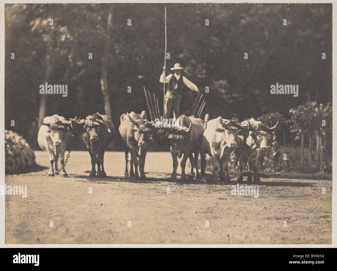 Huge Oxen Teams