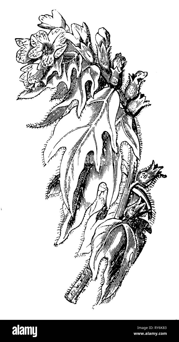 Drawing of henbane hi-res stock photography and images - Alamy