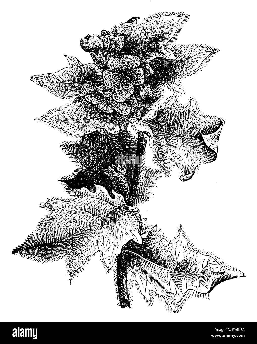 Drawing of henbane hi-res stock photography and images - Alamy