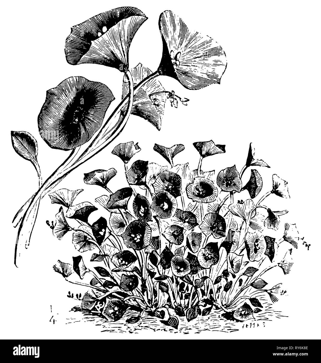 From cuba Cut Out Stock Images & Pictures - Alamy