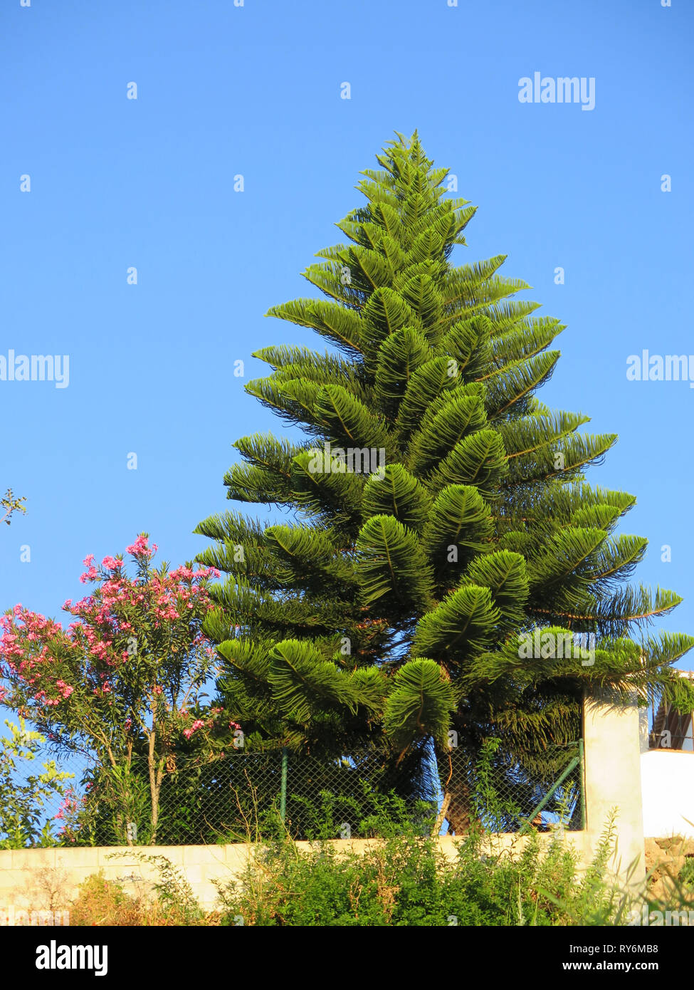 Evergreen pine or fir type tree in spring sunshine in Alora, Andalucia ...