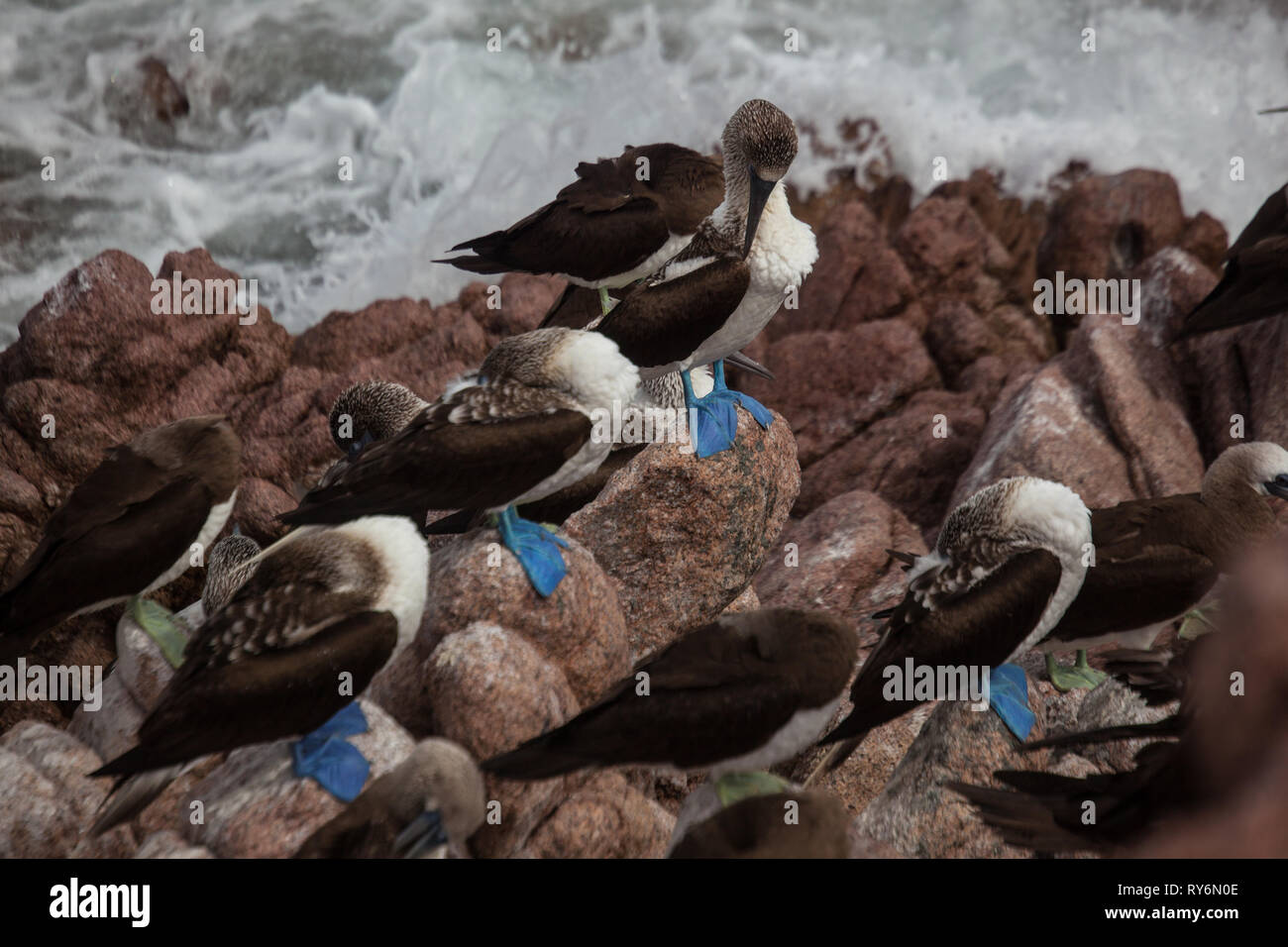 Sula sula mar hi-res stock photography and images - Alamy