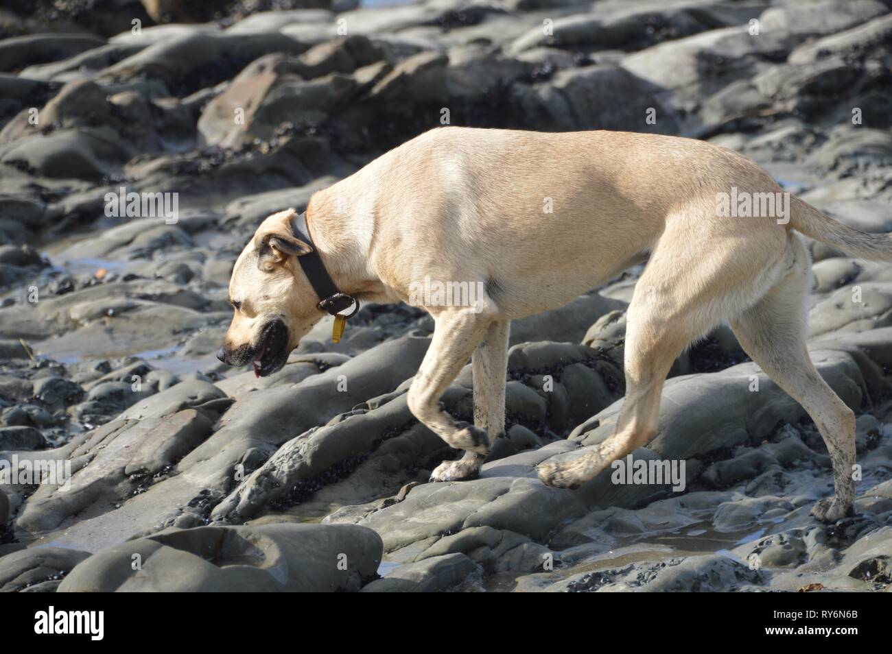 dog exploring the beach on its own Stock Photo - Alamy