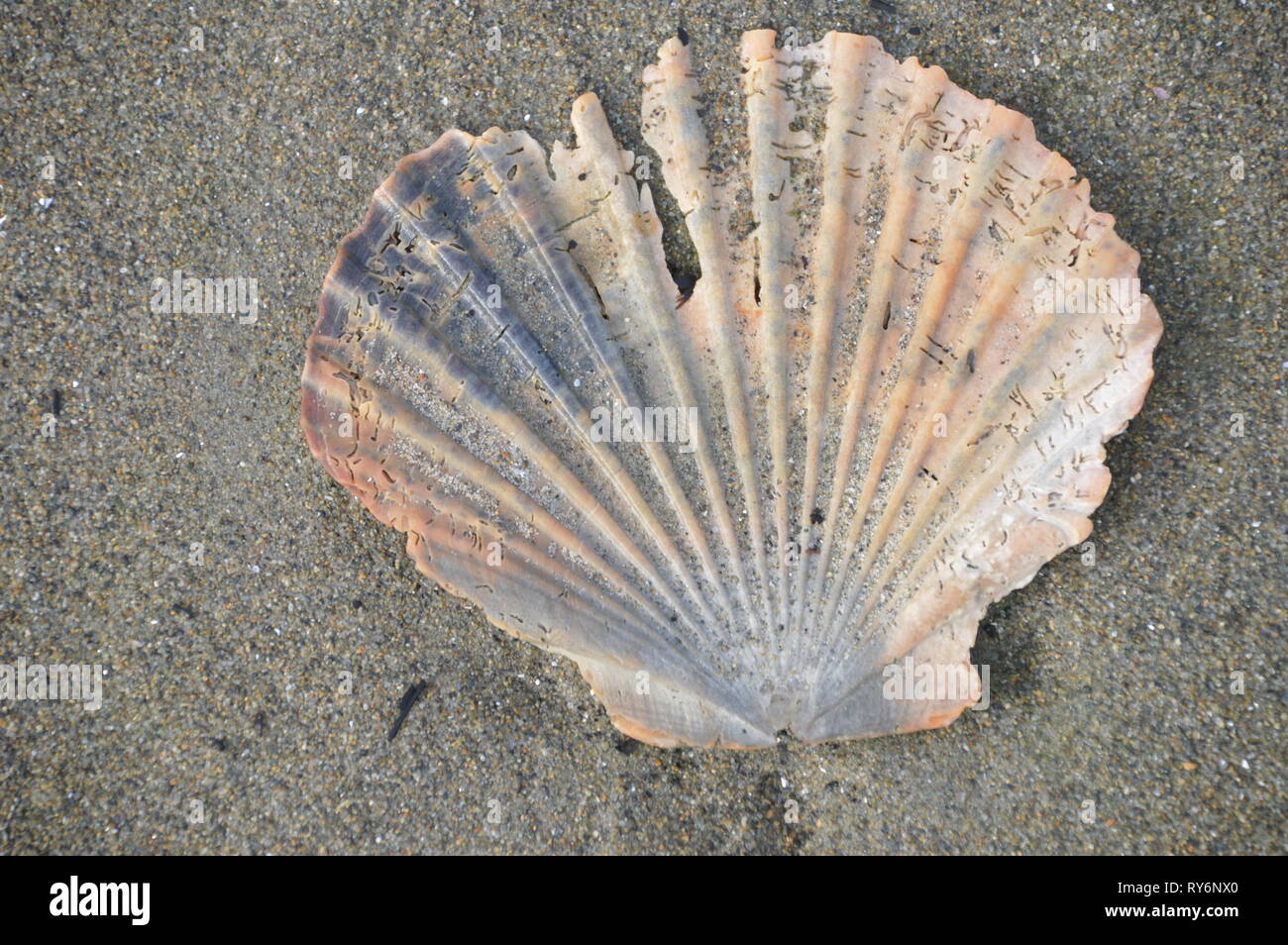 Plastic clamshell hi-res stock photography and images - Alamy