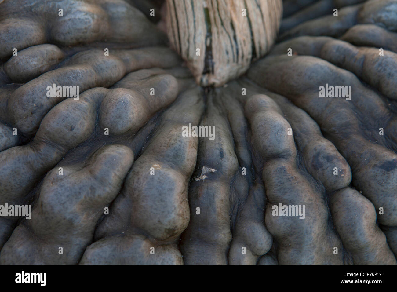 Pumpkin close up hi-res stock photography and images - Alamy