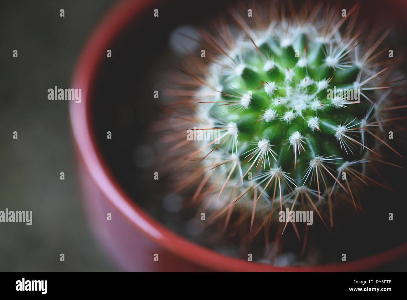 Spiked shape hi-res stock photography and images - Alamy