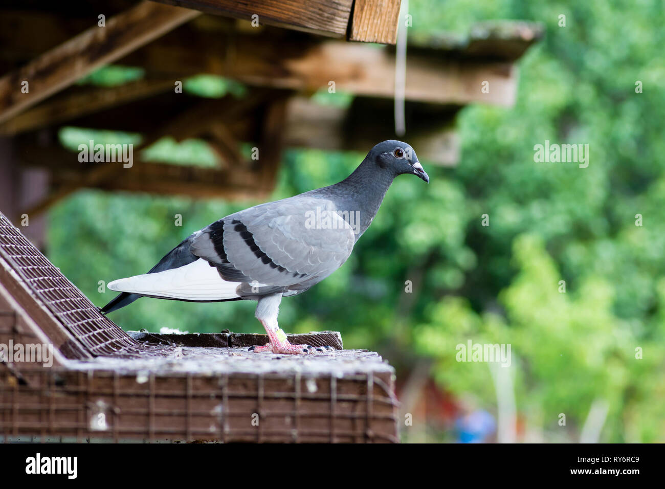 Homing pigeon hi-res stock photography and images - Alamy