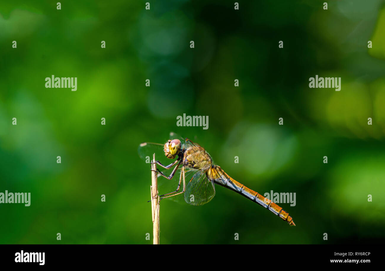 Side view of dragonfly on twig Stock Photo - Alamy