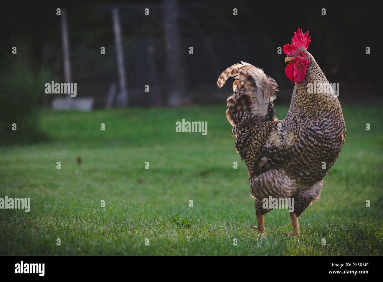 Chicken grass hi-res stock photography and images - Alamy