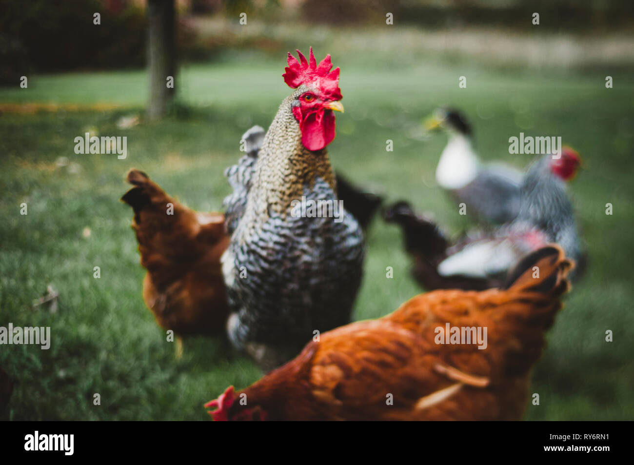 Chickens close up hi-res stock photography and images - Alamy