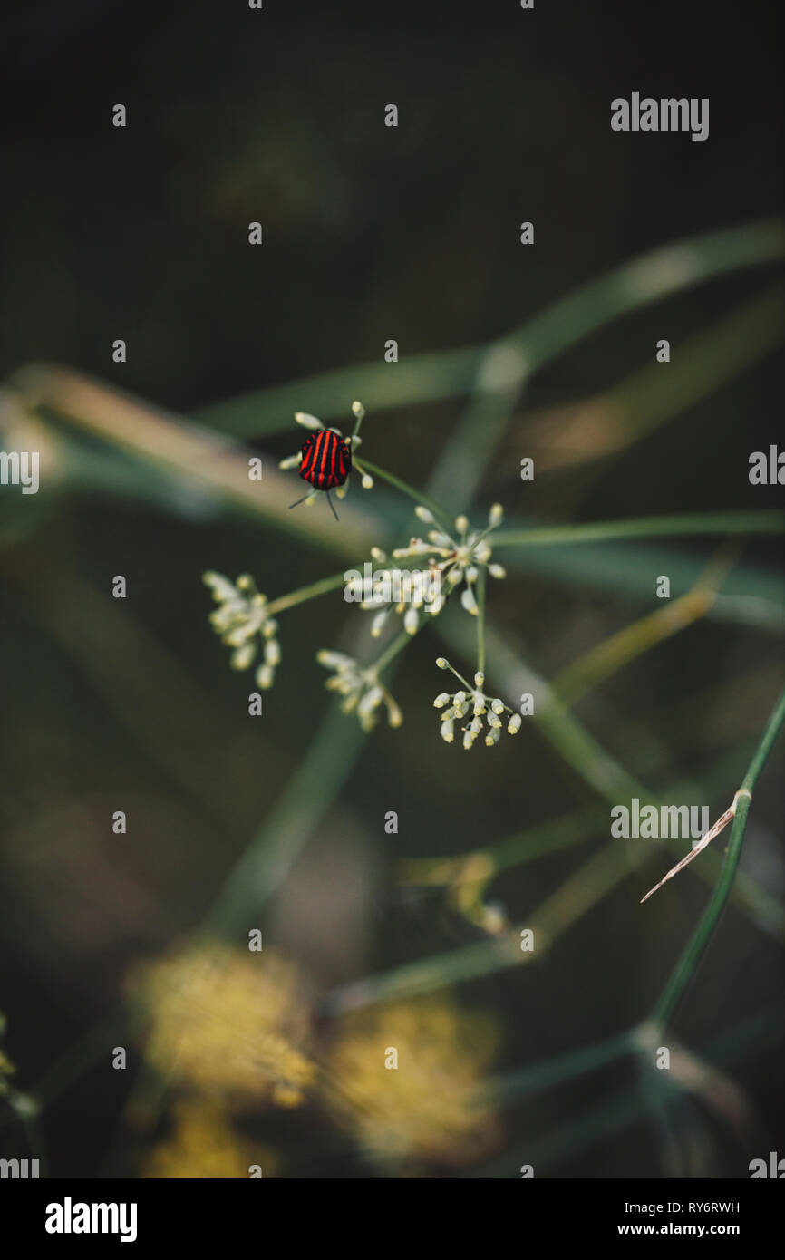 Beetle plants hi-res stock photography and images - Alamy