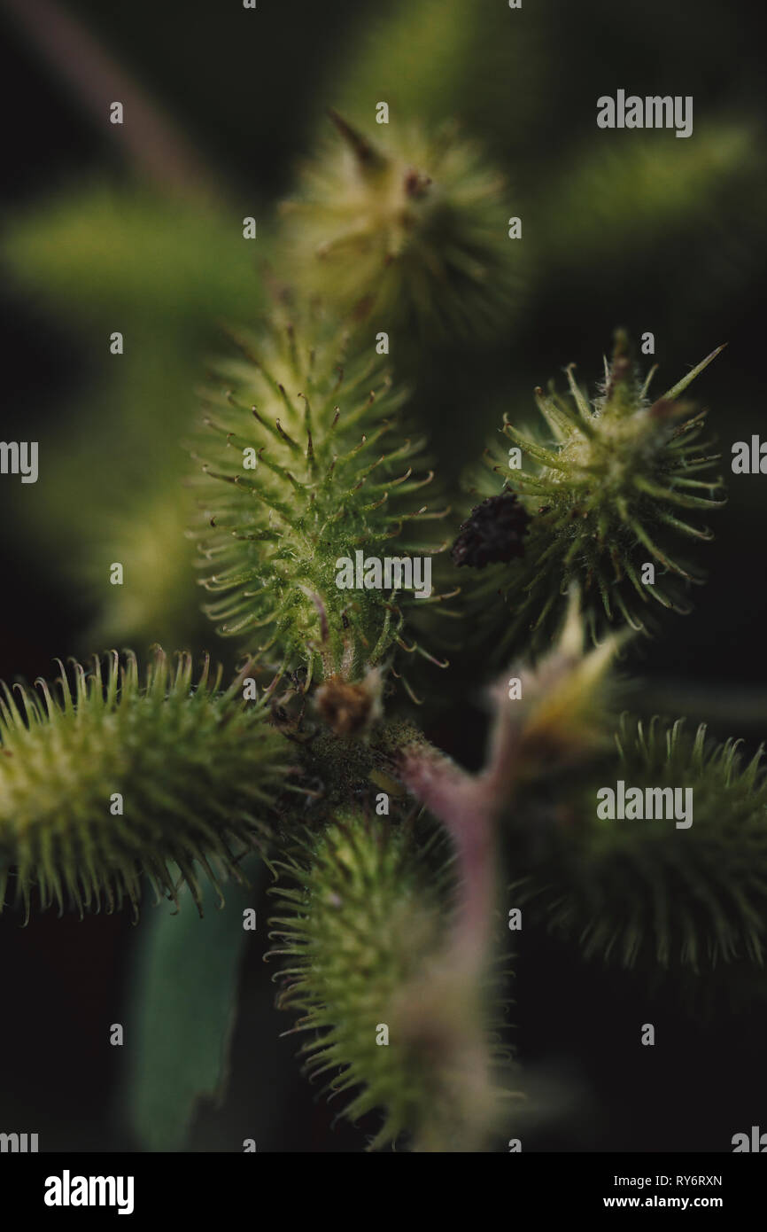 Spiked plant hi-res stock photography and images - Alamy