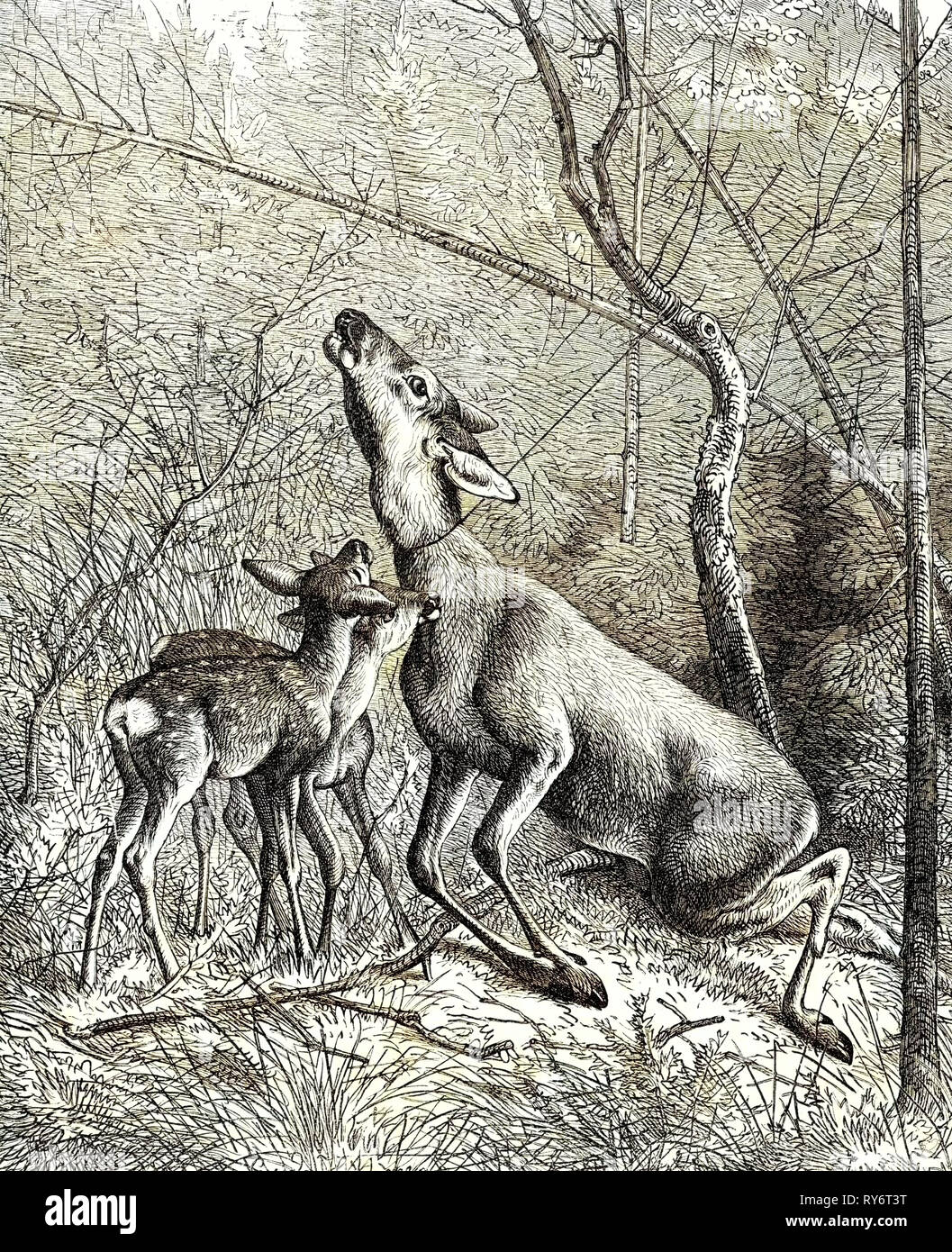 Human hunt hi-res stock photography and images - Alamy