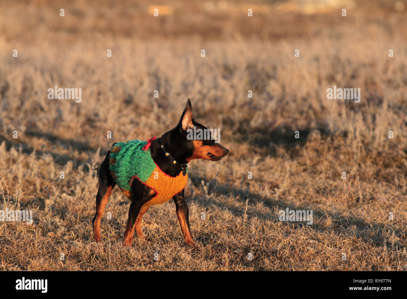 Miniature pinscher hi-res stock photography and images - Alamy