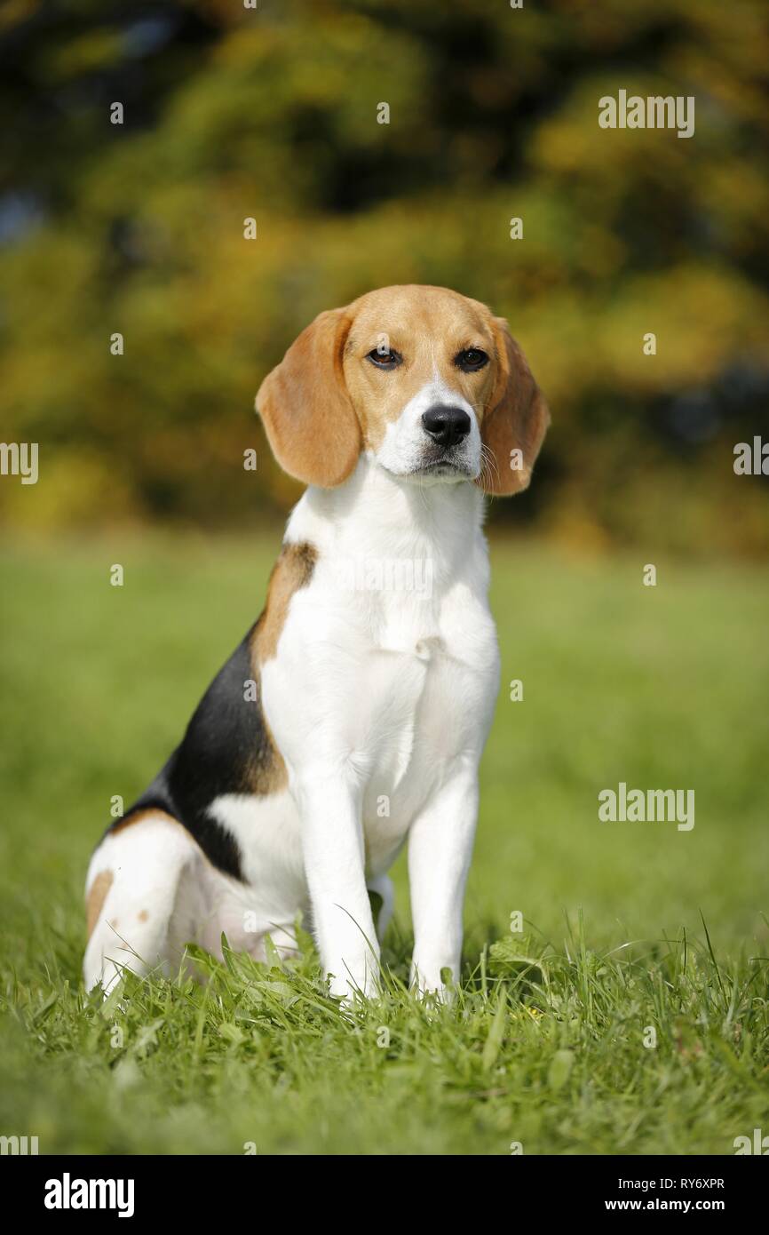 sitting young Beagle Stock Photo - Alamy
