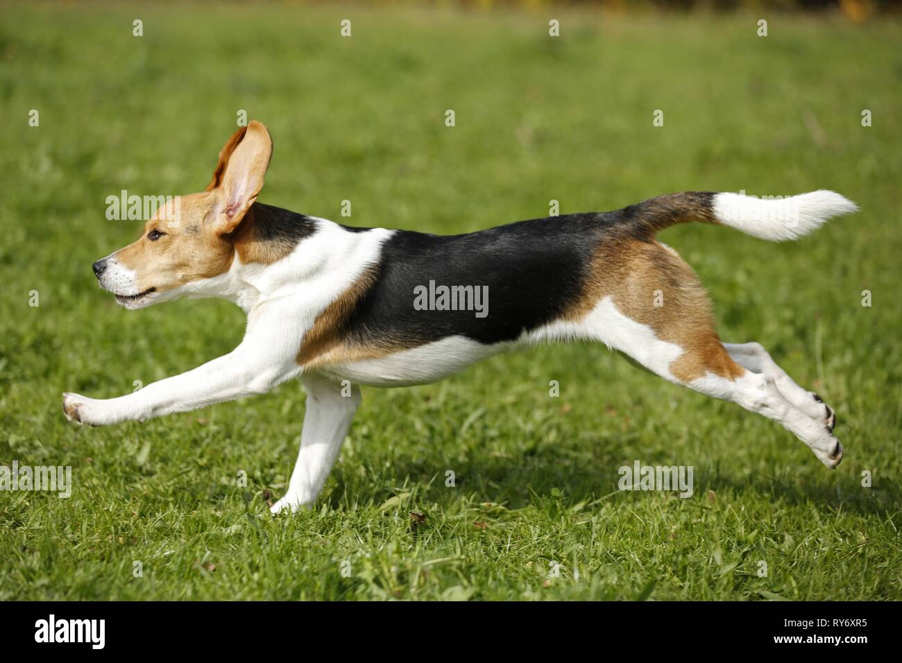 Beagle running side view hi-res stock photography and images - Alamy