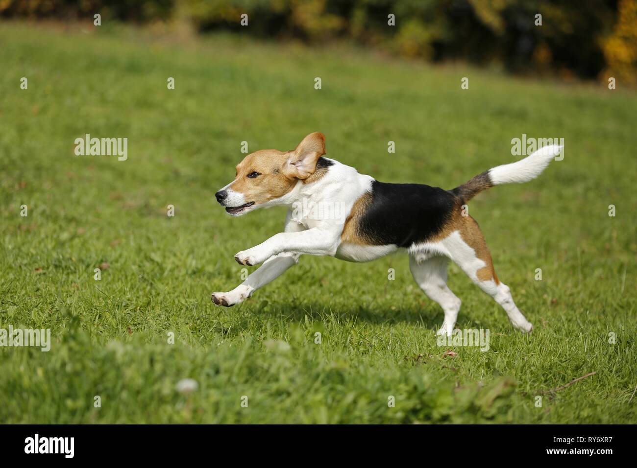 Beagle running side view hi-res stock photography and images - Alamy