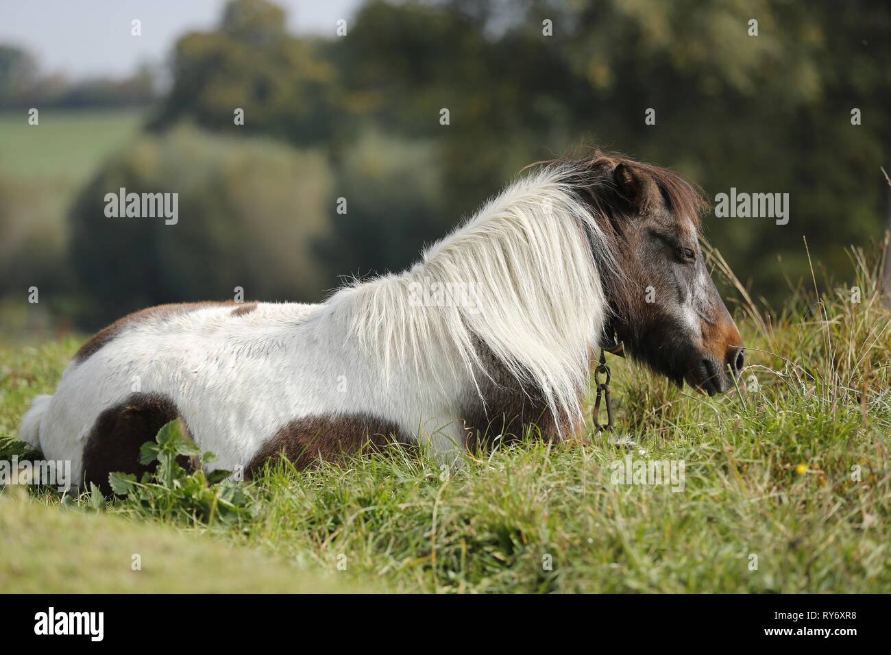 Chained up horse hi-res stock photography and images - Alamy