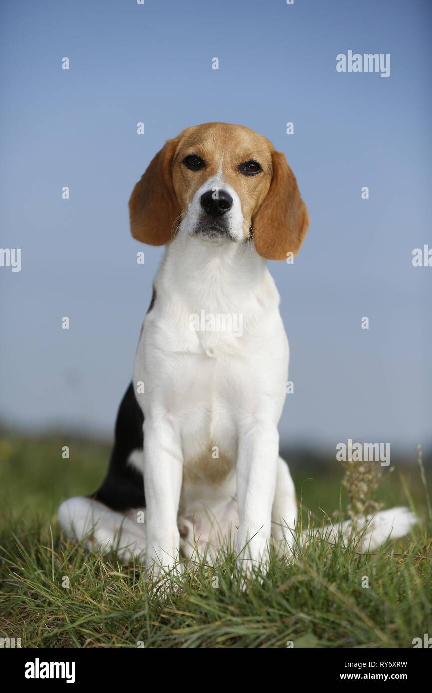 sitting young Beagle Stock Photo - Alamy