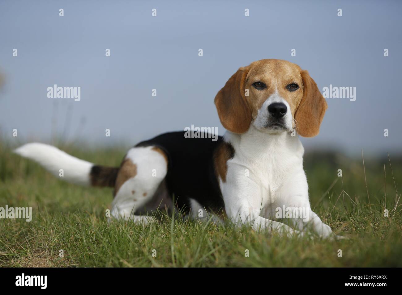 lying young Beagle Stock Photo - Alamy