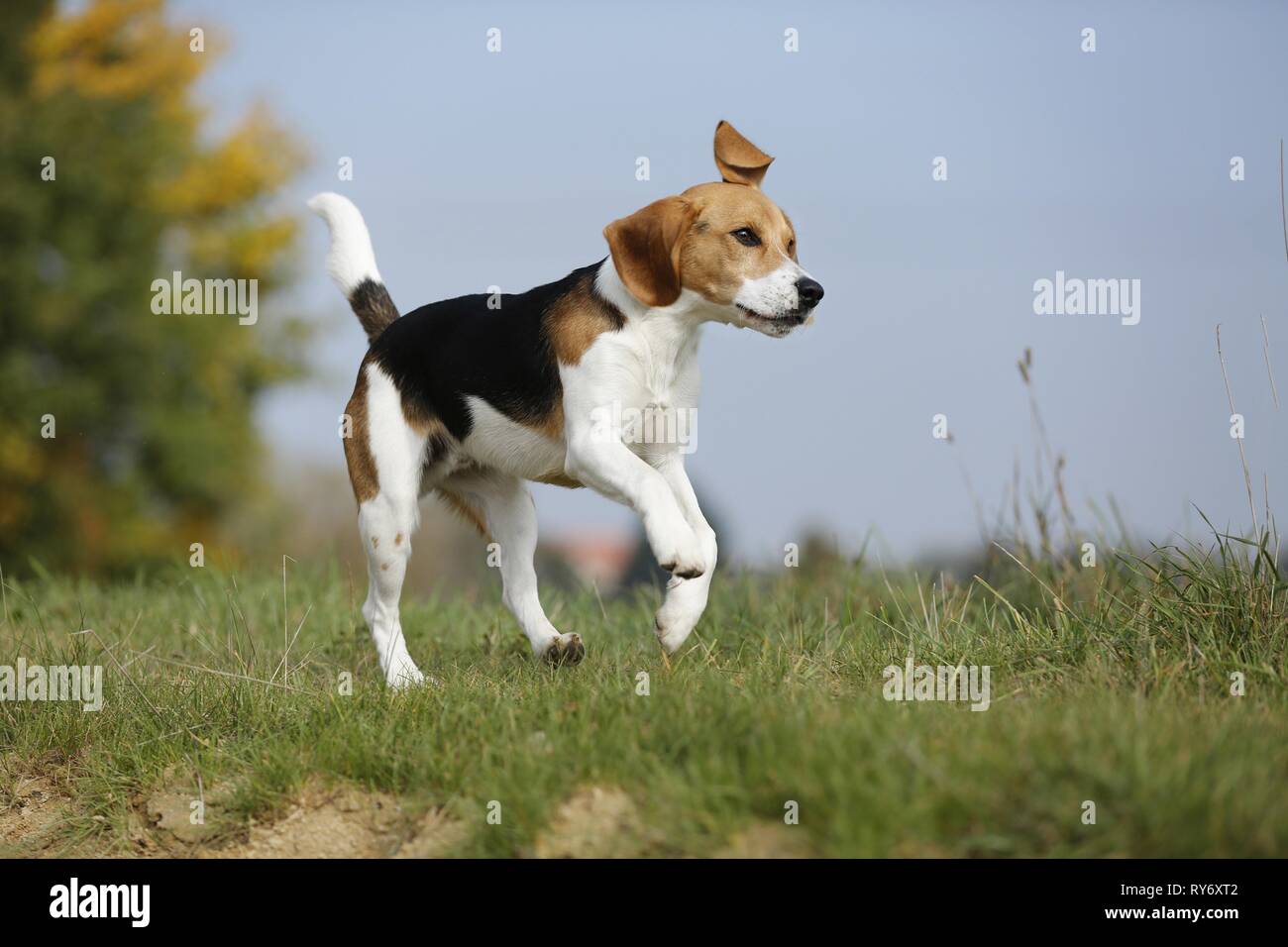 running young Beagle Stock Photo - Alamy