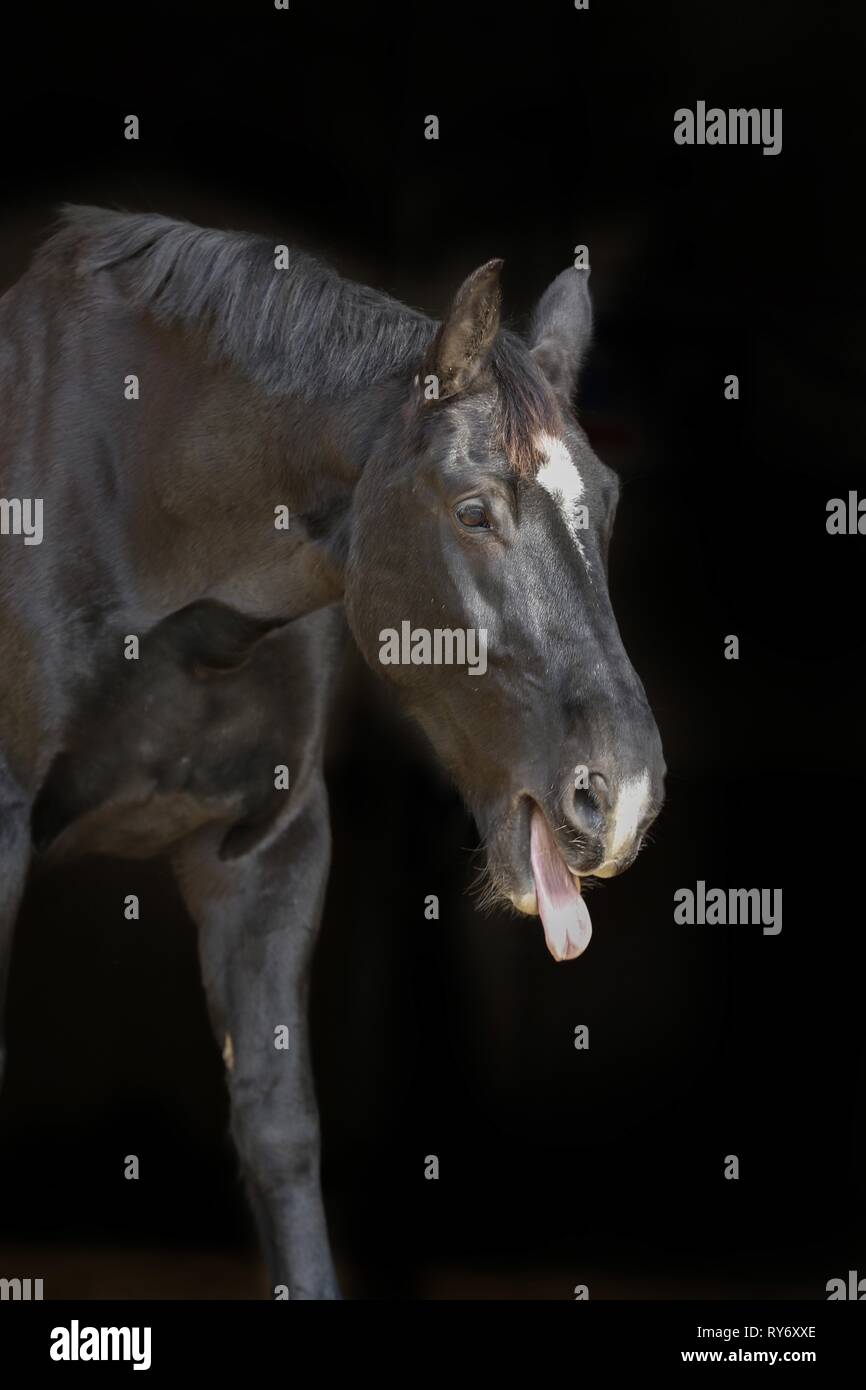 Equine yawning hi-res stock photography and images - Alamy