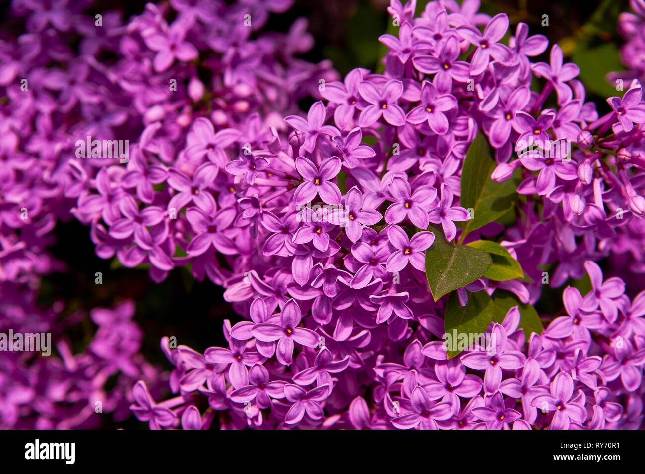 beautiful lilac closeup Stock Photo - Alamy