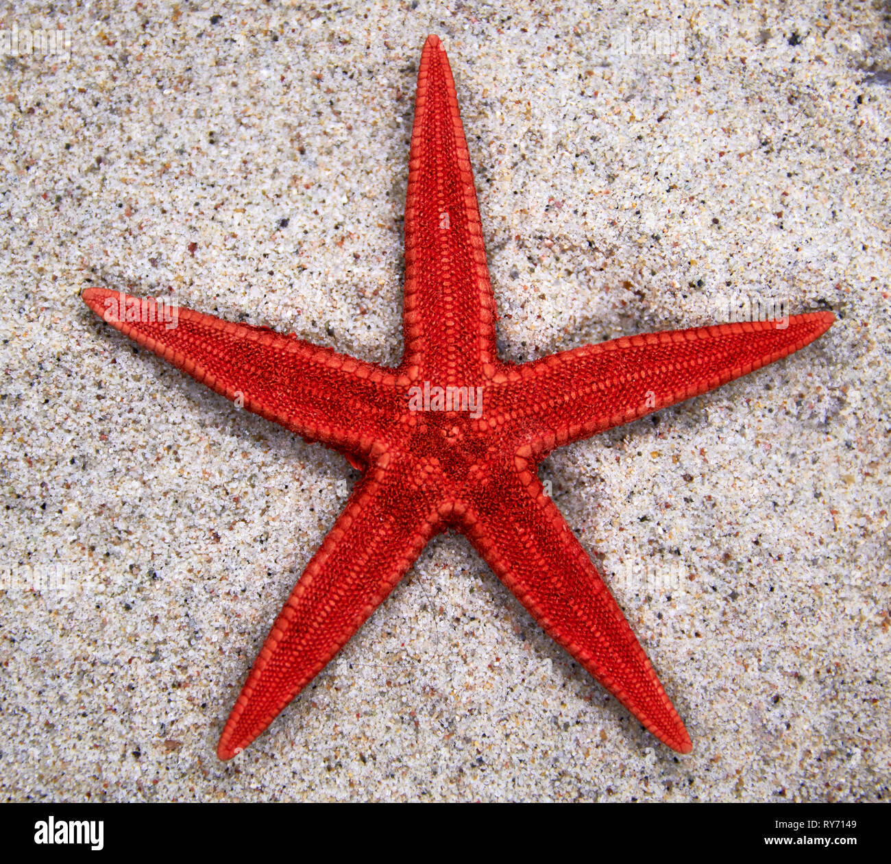 Stylized starfish hi-res stock photography and images - Alamy