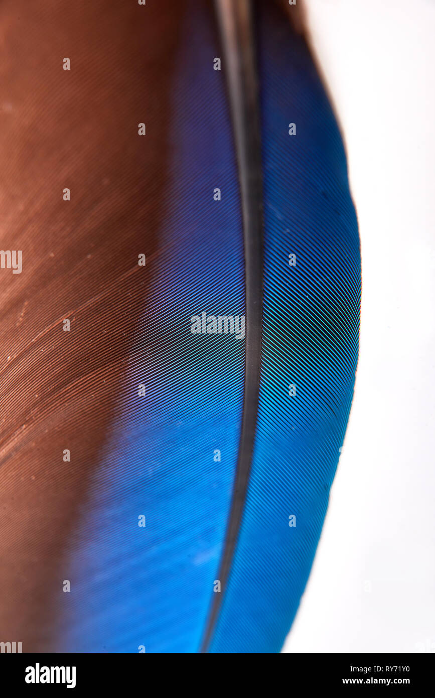 colourfull feather of parrot Stock Photo - Alamy