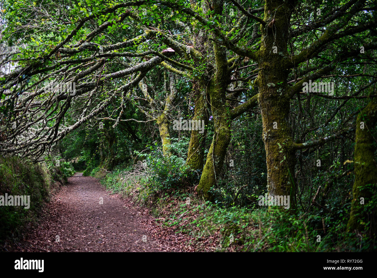 Beautiful forests along the Way of Saint James (Camino de Santiago ...