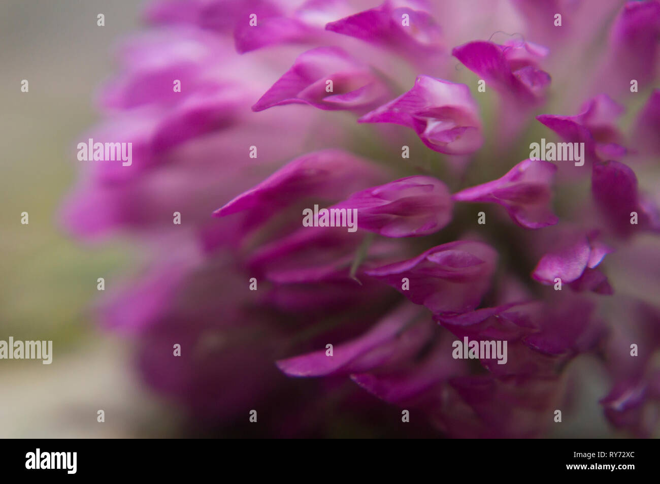 Extreme close-up of purple flower Stock Photo - Alamy