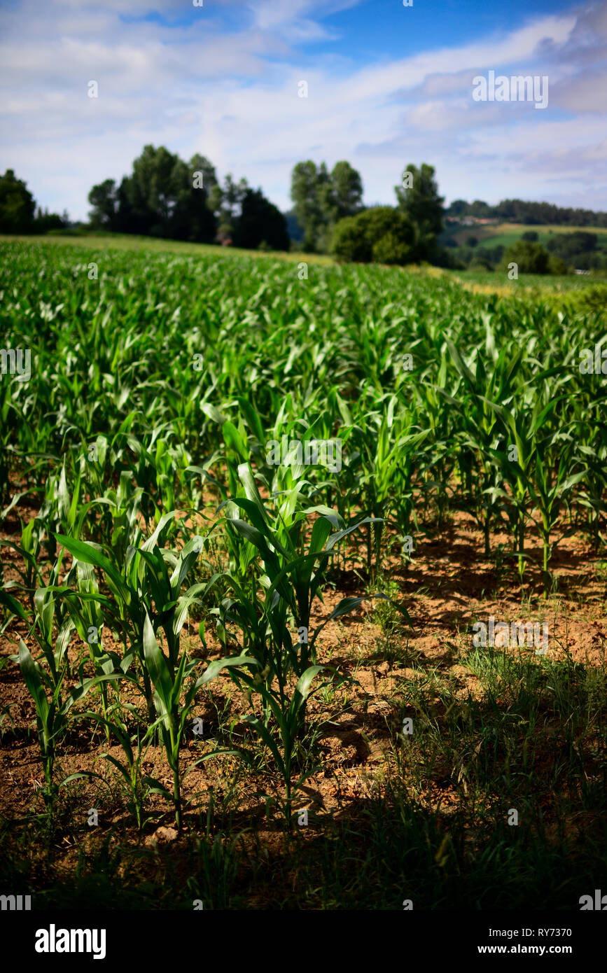 Crop field along the Way of Saint James (Camino de Santiago), Galicia ...