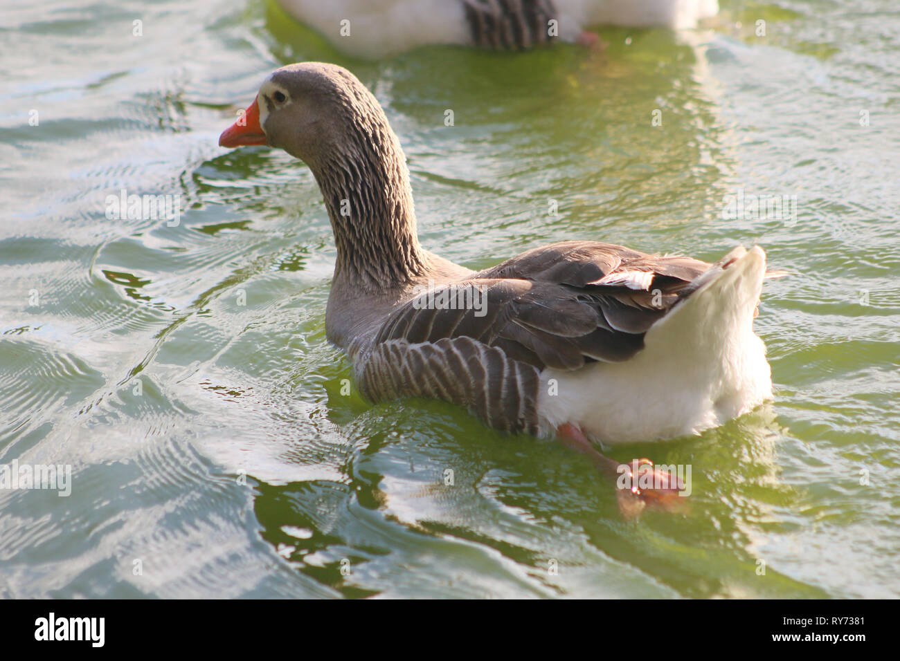 various food dishes, pizza, sphirra, snacks and various Stock Photo - Alamy