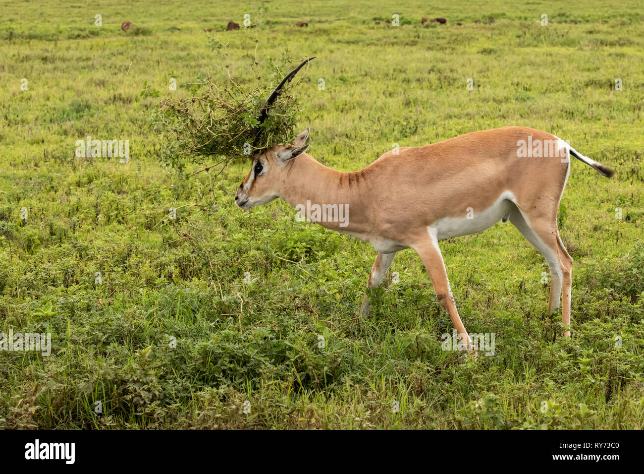 Grant’s Gazelle (Gazella grantai) male marking his territory in ...