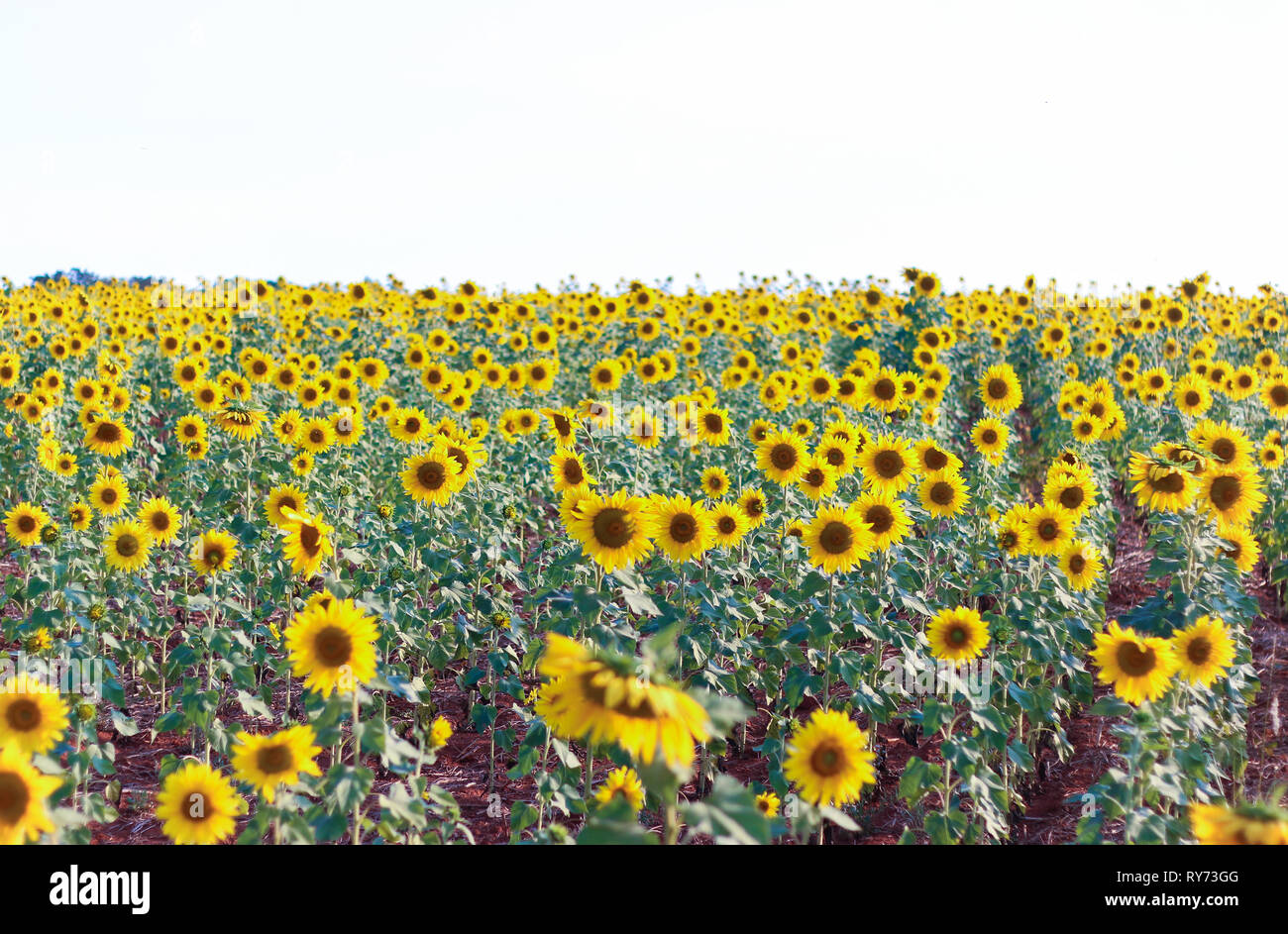 various food dishes, pizza, sphirra, snacks and various Stock Photo - Alamy