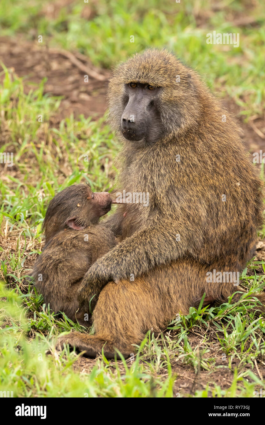 Baby baboons grooming hi-res stock photography and images - Alamy