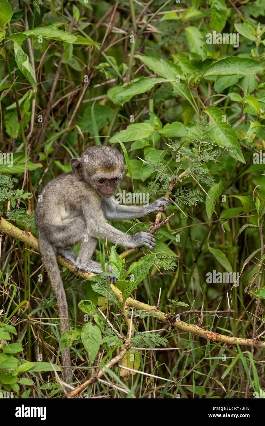 Vervet Monkey (Cercopithecus aethiops) baby on a limb in Ngorongoro ...