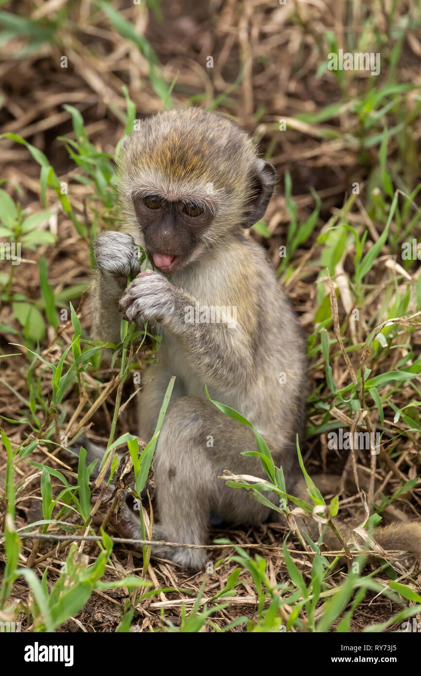 Vervet Monkey (Cercopithecus aethiops) baby eating in Ngorongoro Crater ...