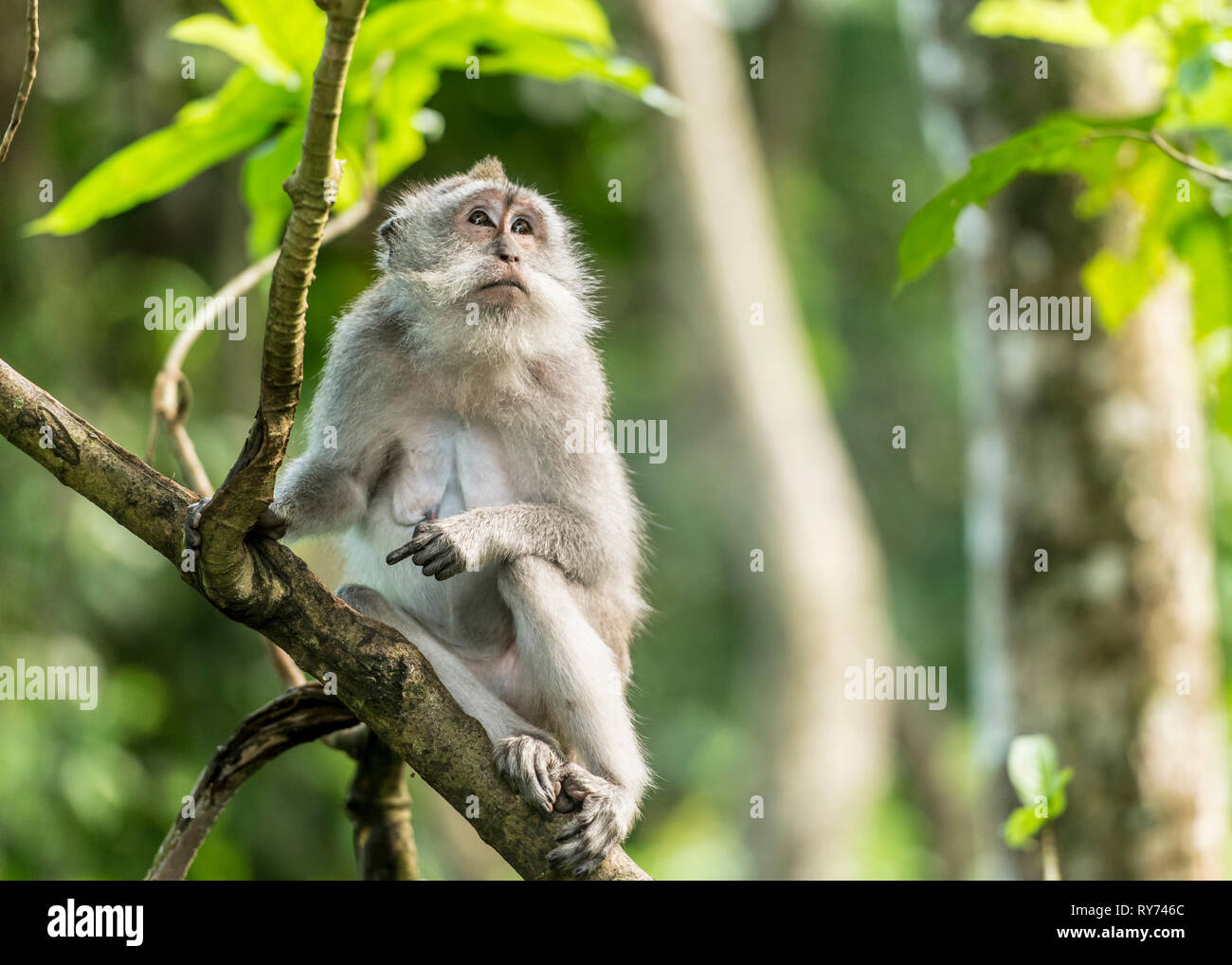 Monkey looking away hi-res stock photography and images - Alamy