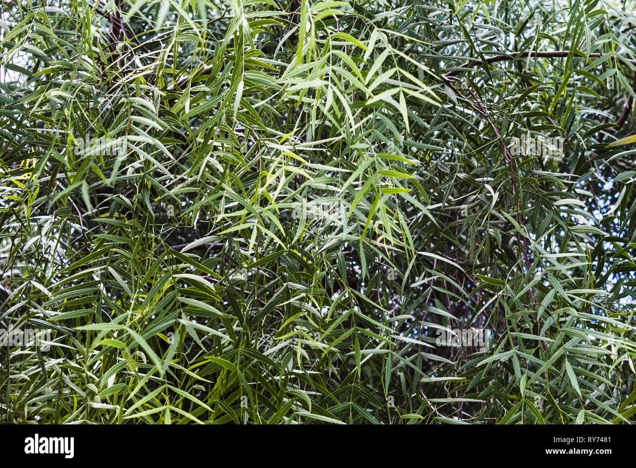Leaves of schinus molle or False Pepper tree. "Aroeira Salsa" in Brazil ...